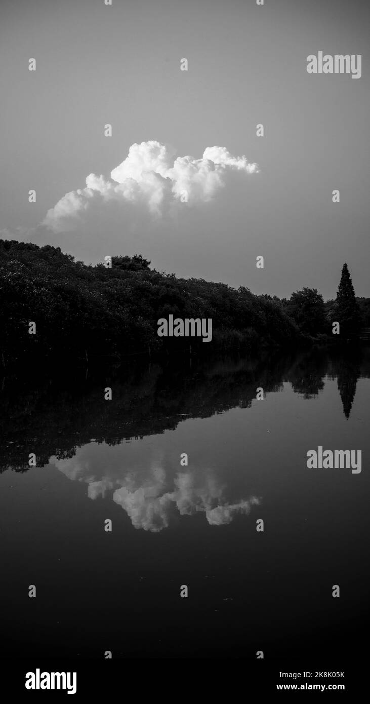 The vertical grayscale view of forest trees reflecting on the water ...