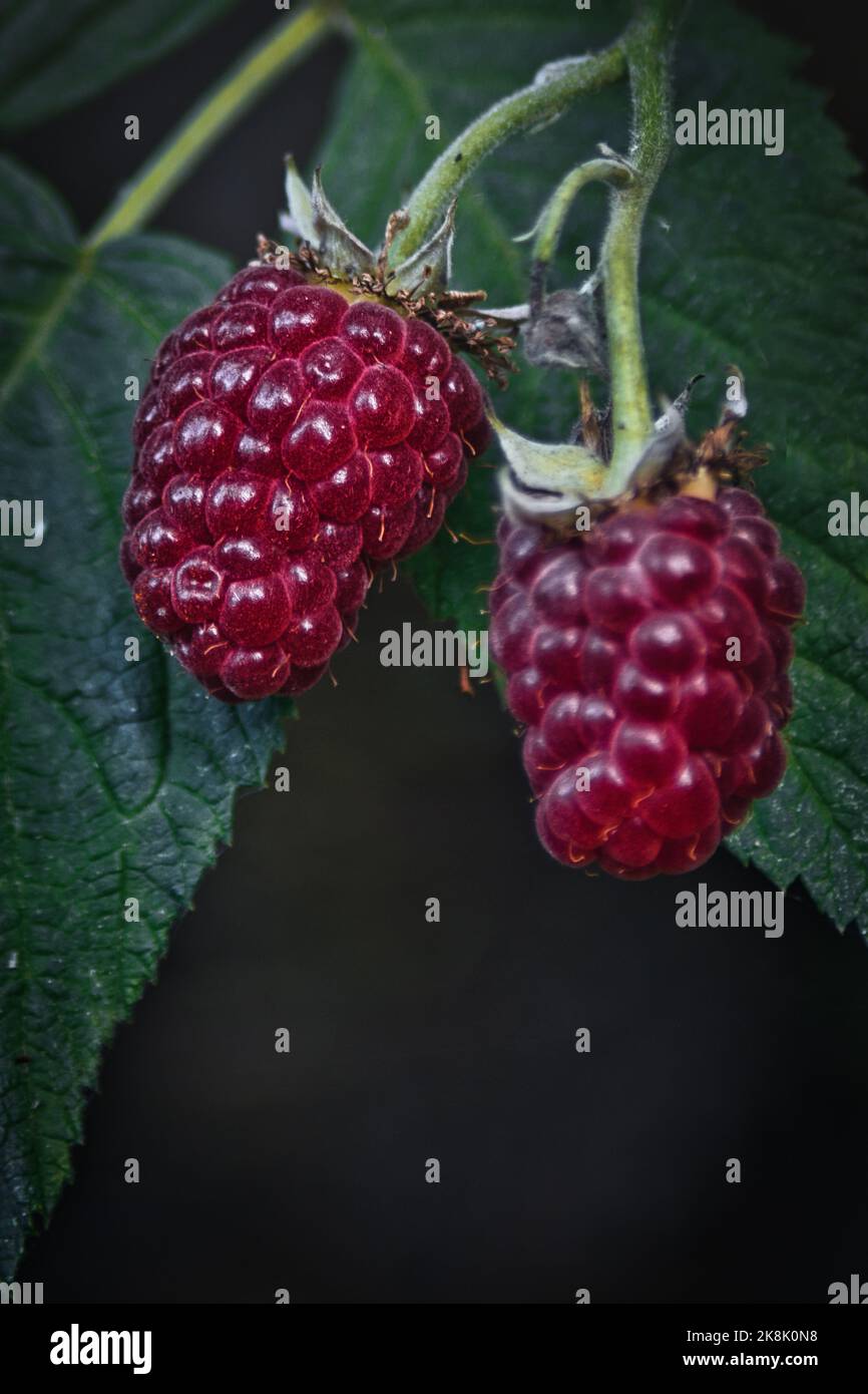 Tayberries growing hi-res stock photography and images - Alamy