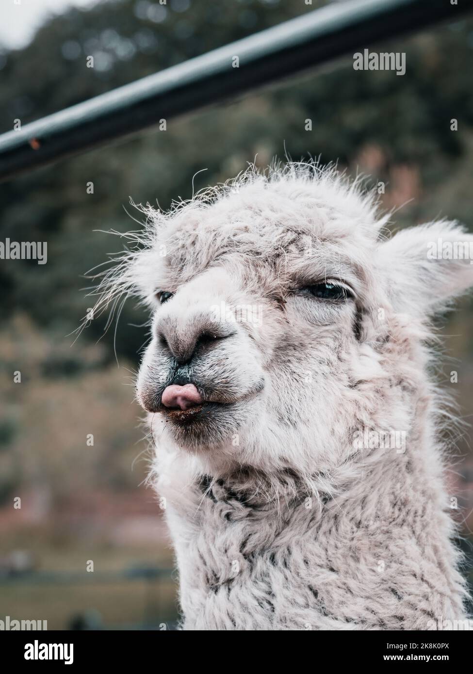 A selective shot of a white wooly Alpaca (Huacaya breed) with its ...