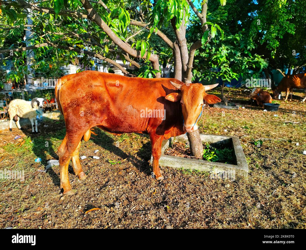 A brown Ox standing on dirty land in the park with trees with sunlight ...