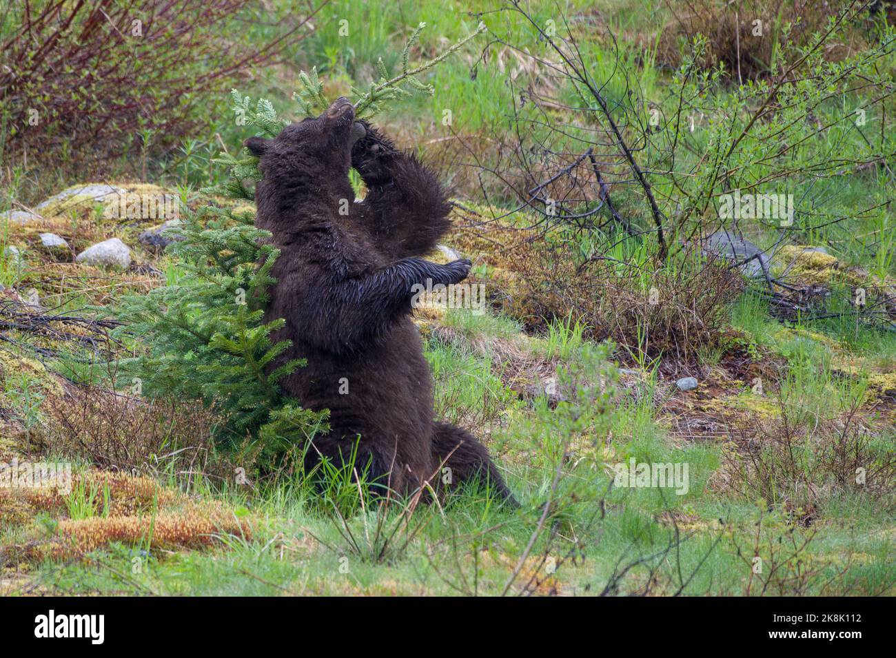 The bear enjoys its big scratch. Vancouver, Canada: COMICAL images show ...