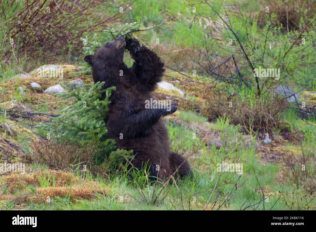 The bear rubs the pine all over. Vancouver, Canada: COMICAL images show ...