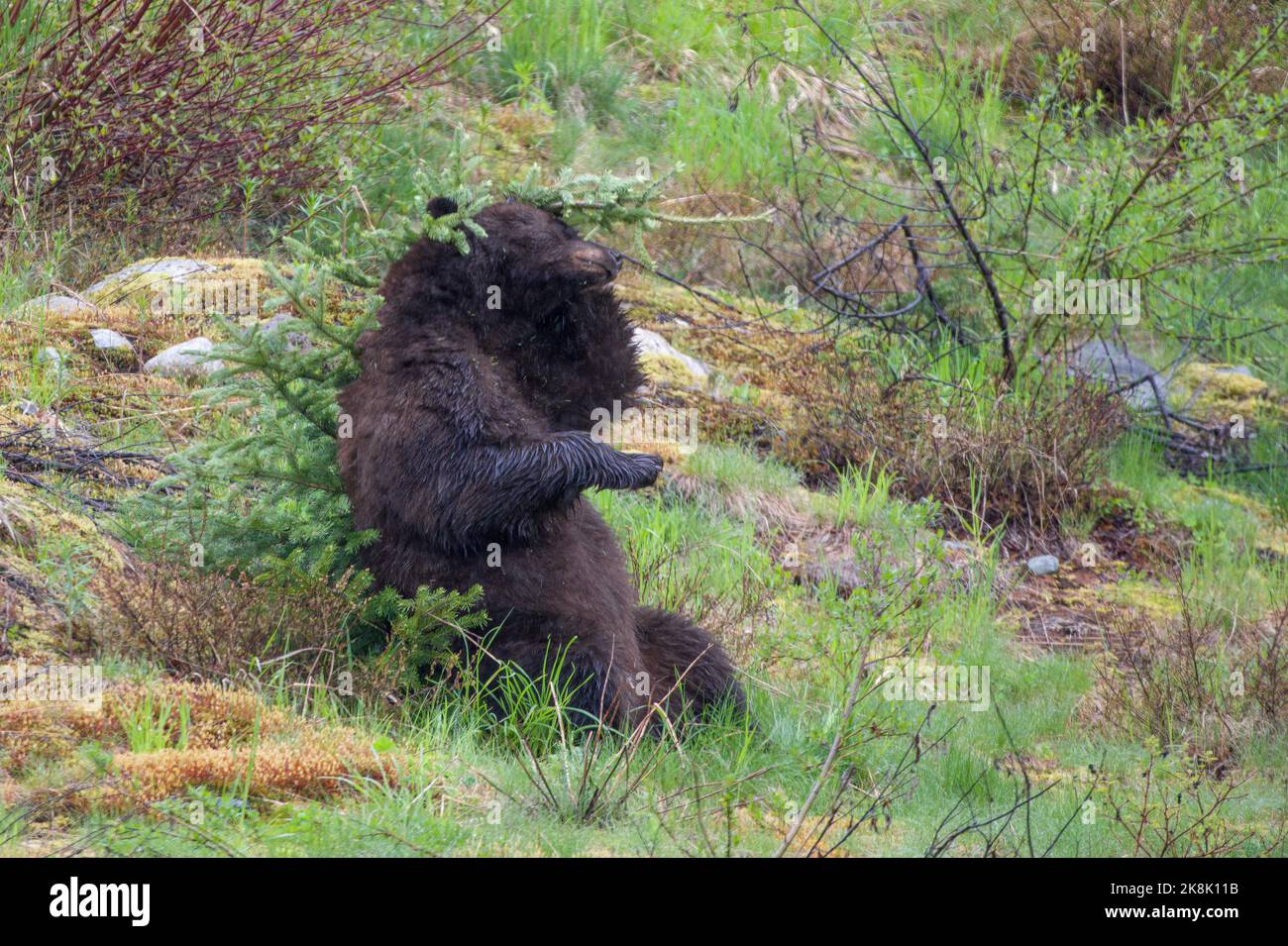 These images were captured in Canada. Vancouver, Canada: COMICAL images ...