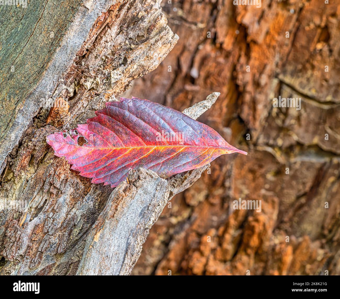 Autumn fall foliage in forest on old log Stock Photo - Alamy