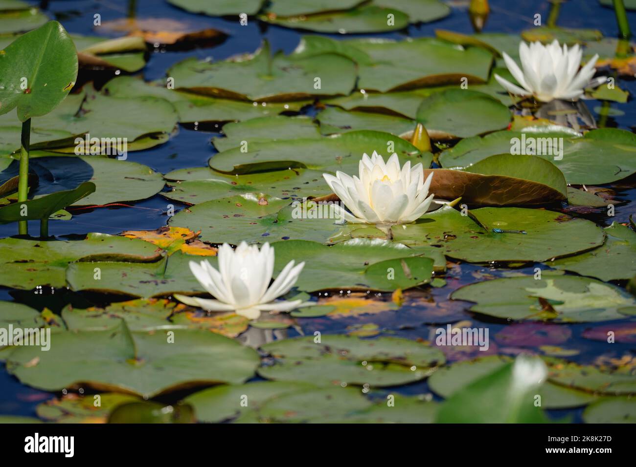 A closeup shot of the nymphaea at the Black Moshannon State Park in ...