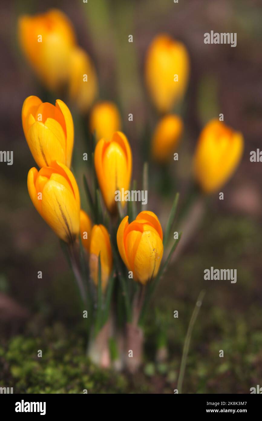 Yellow crocuses growing in a garden in Spring, UK Stock Photo - Alamy