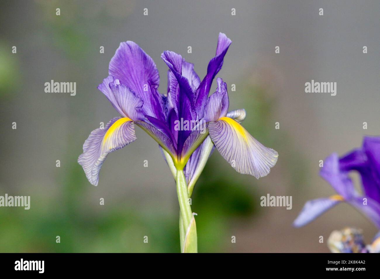 Kangaroo in purple flowers hi-res stock photography and images - Alamy