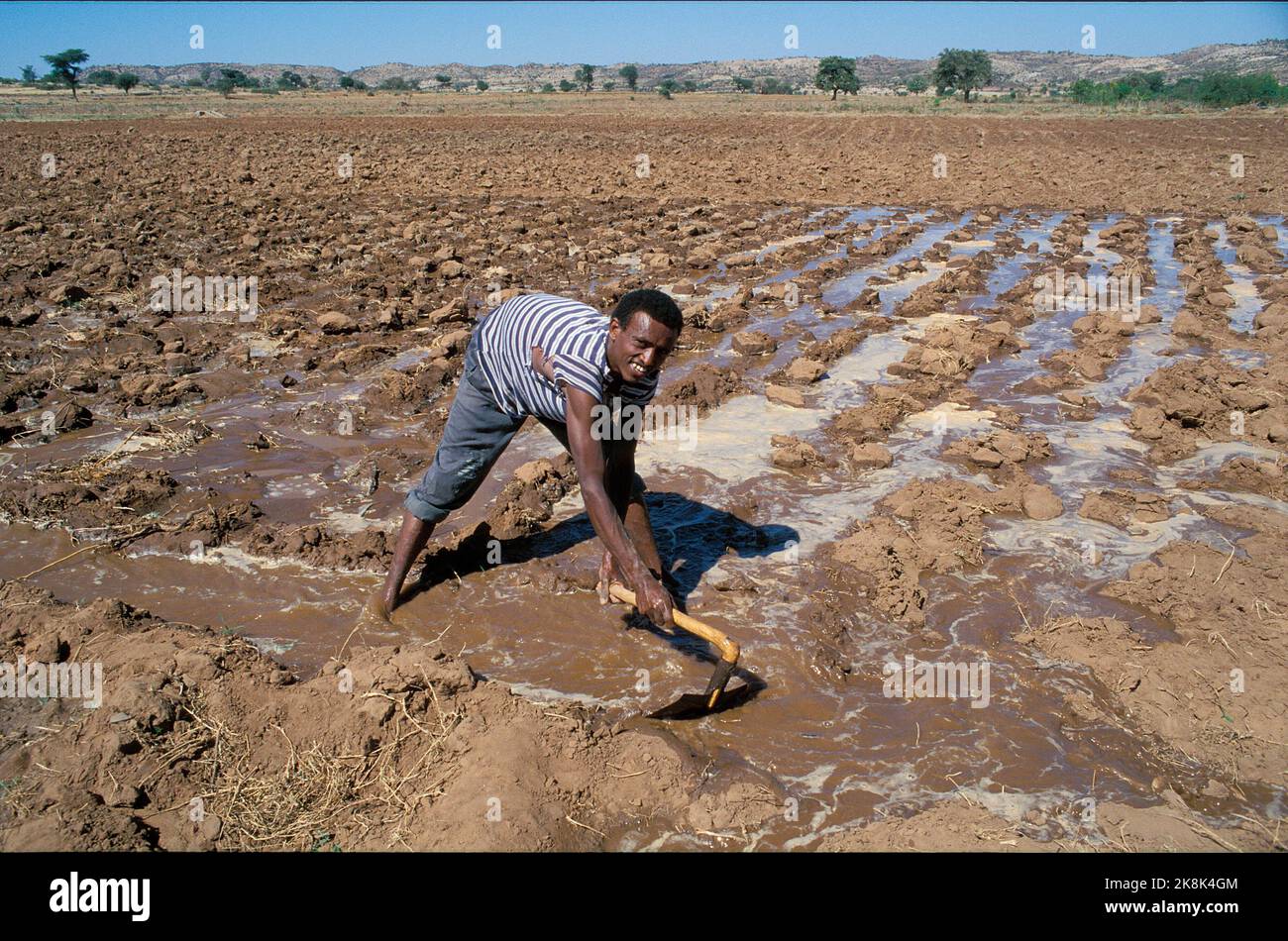 Ethiopia, Tigray - Man works on the irrigated field in a region ...