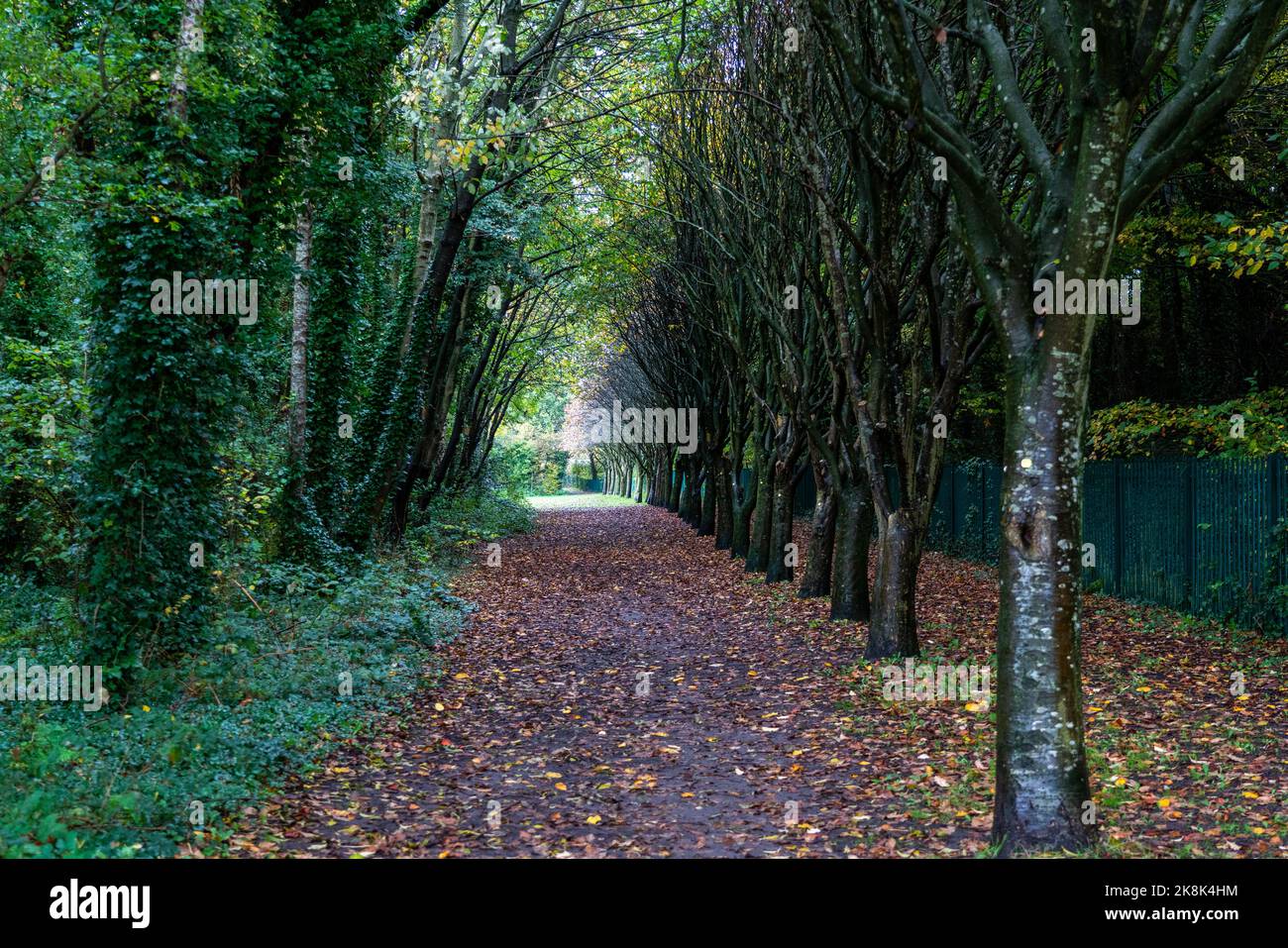 Pathway through Balls Wood in Maghull Stock Photo - Alamy