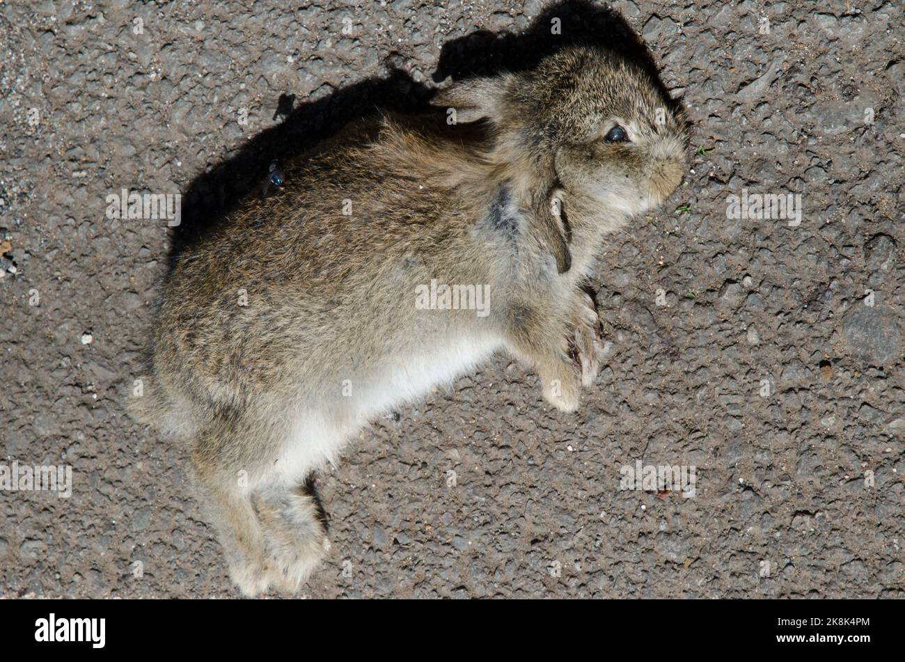 European rabbit Oryctolagus cuniculus run over. Juvenile. The Nublo ...
