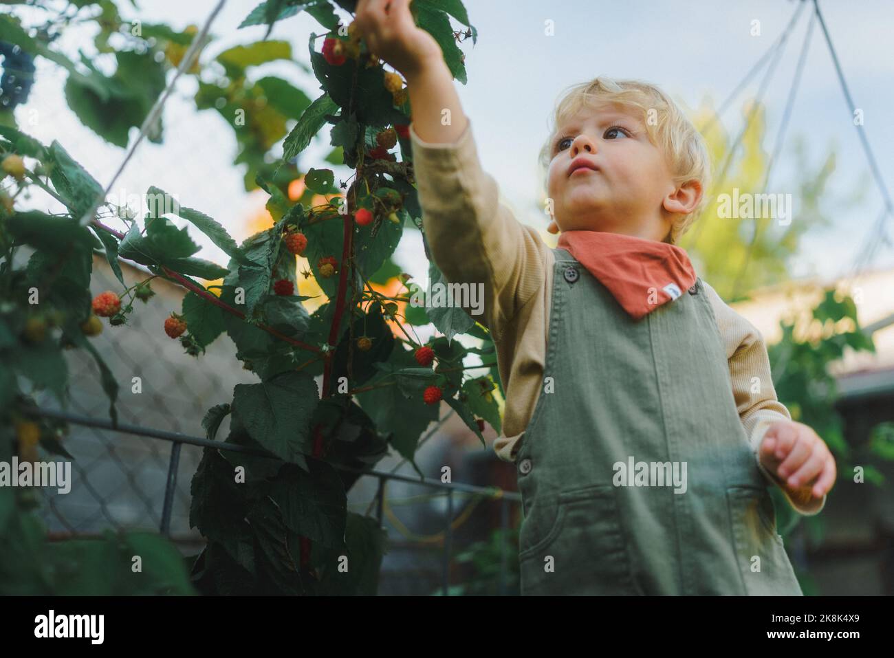 Happy little boy harvesting and eating raspberries Stock Photo - Alamy