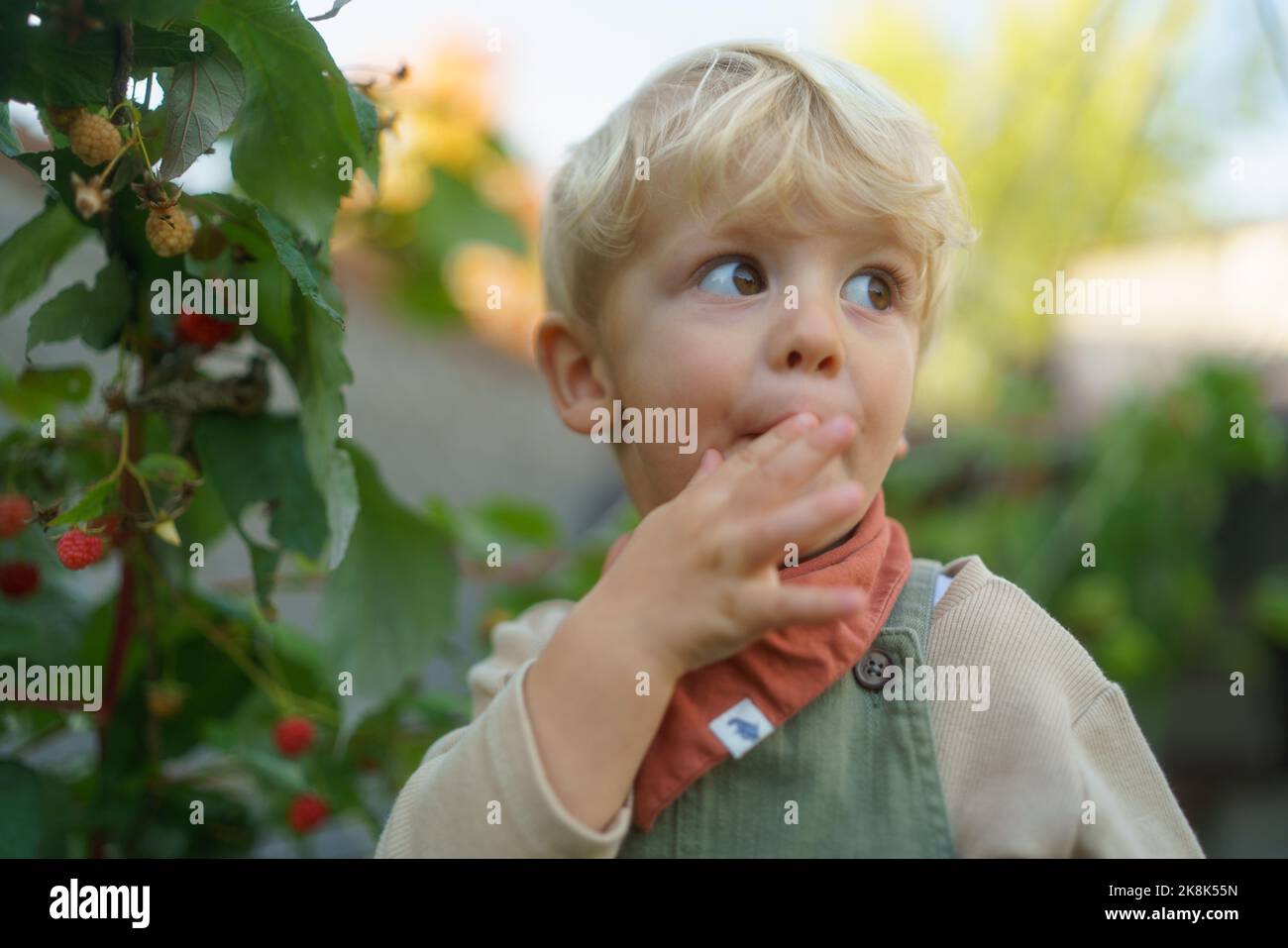 Happy little boy harvesting and eating raspberries Stock Photo - Alamy