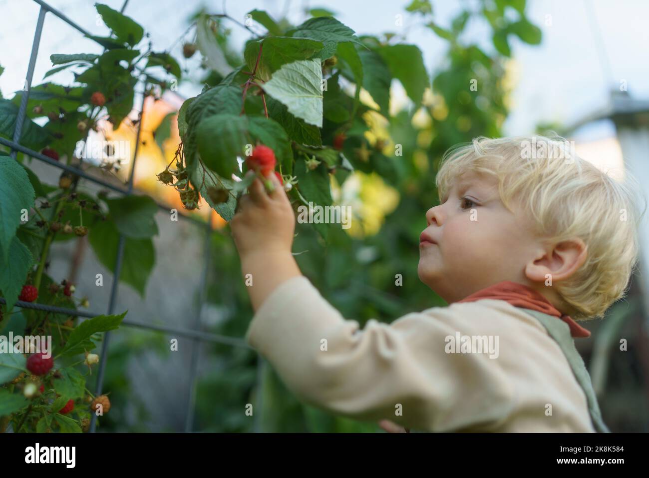 Happy little boy harvesting and eating raspberries Stock Photo - Alamy