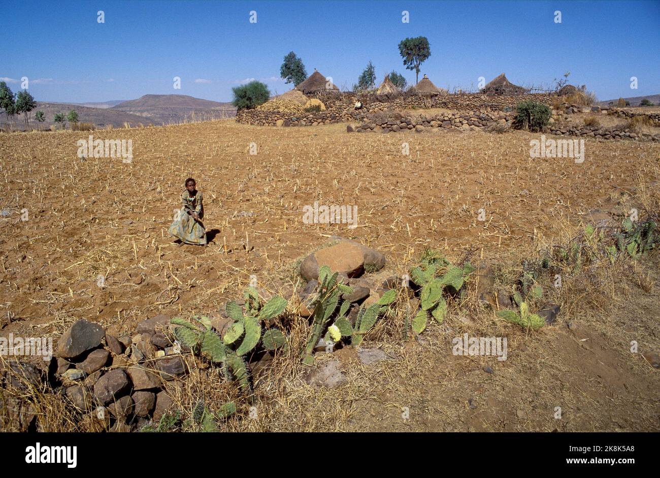 Ethiopia, Mekele - Just outside her village a girl is plowing and ...