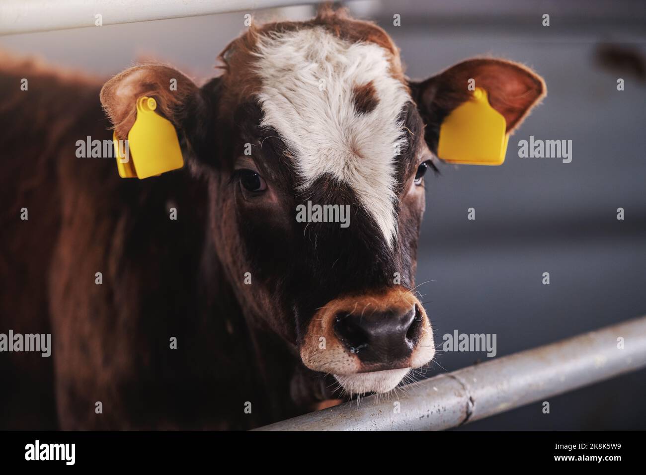 Close up of cute curious calf with tags on ears looking at camera. Byre ...