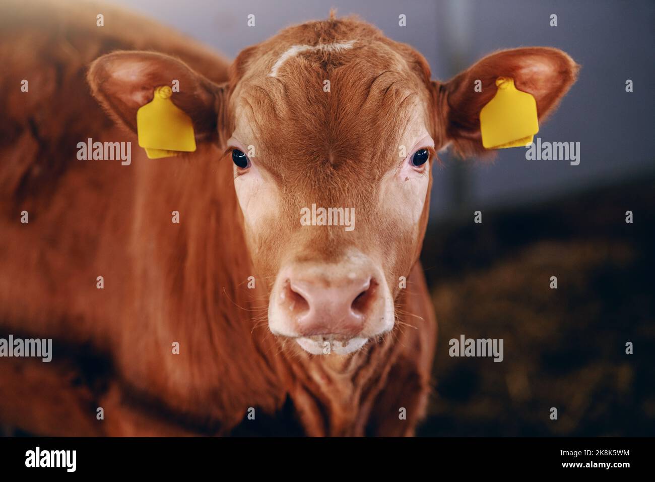 Beef calf interior hi-res stock photography and images - Alamy