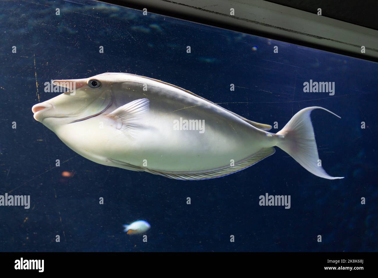 Unicorn fish aquarium hi-res stock photography and images - Alamy