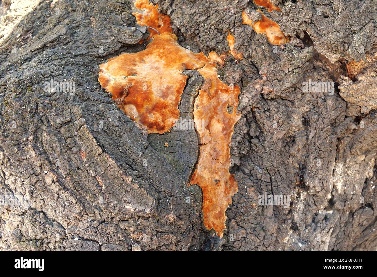 fungus on a tree trunk outdoor. Fungal disease. Close-up Stock Photo ...