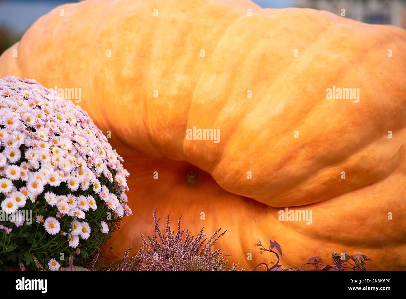 Big red pumpkin background, copy space, Orange giant pumpkin texture ...