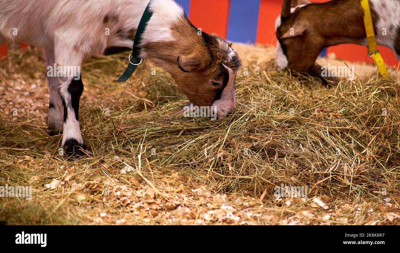 Brown white domestic goat in a barn with hay and straw, head close-up ...