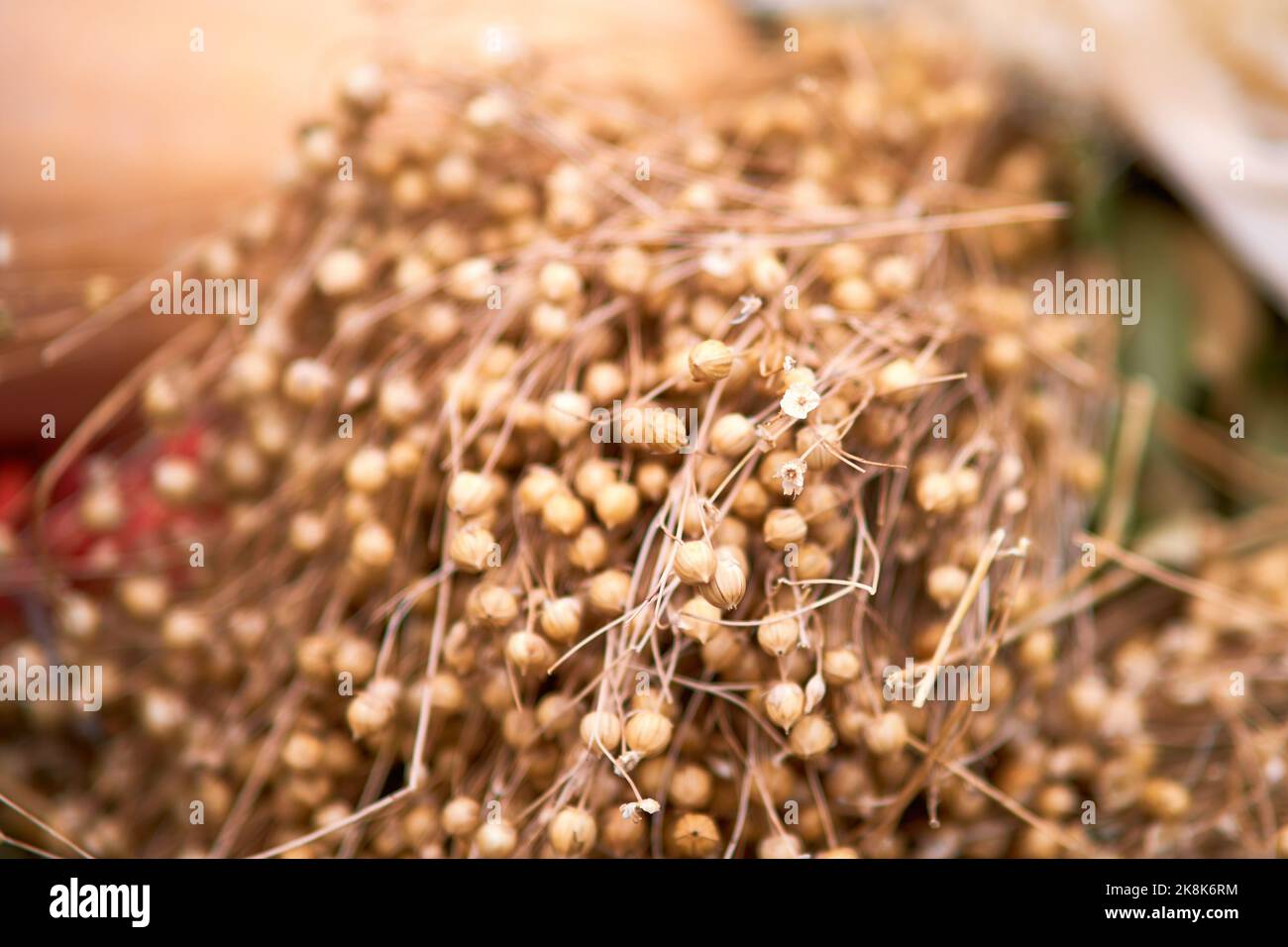 Dry flax plant, harvest branches close-up. Flax grains, macro Stock ...