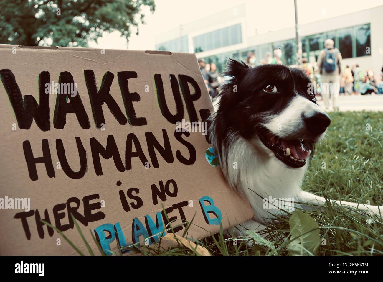 A close-up shot of a Border Collie laying next to cardboard with the ...