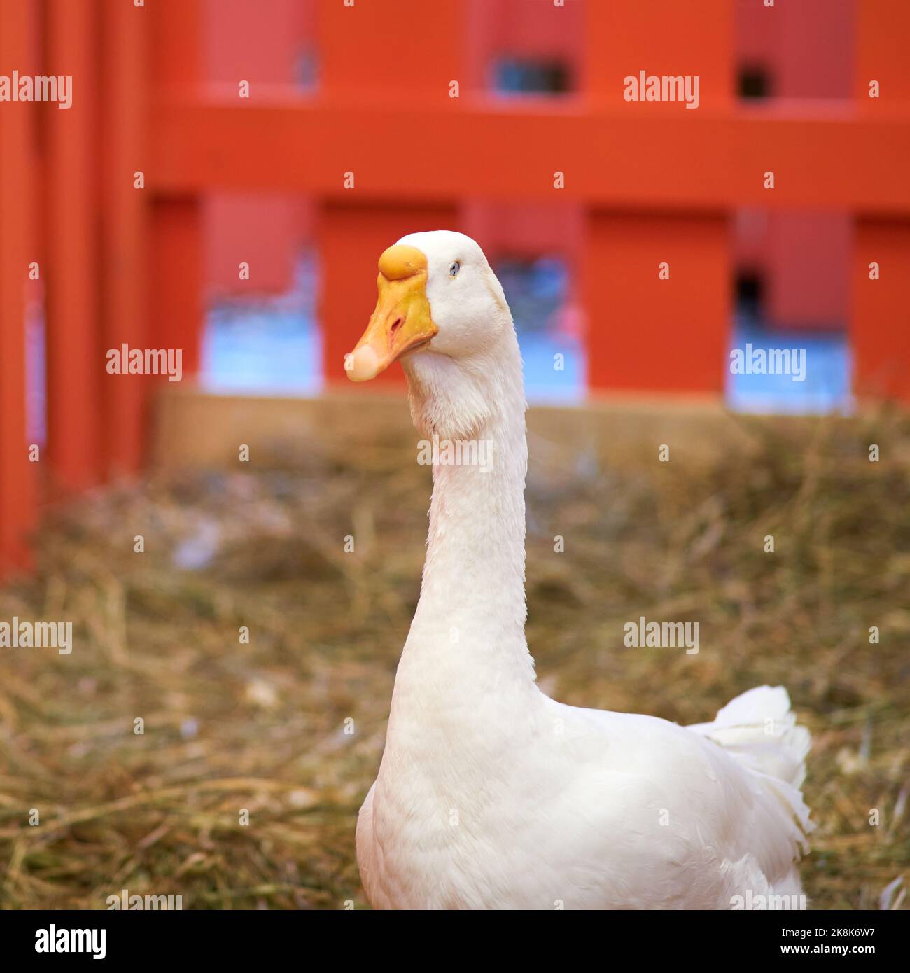 Domestic white geese in a barn on a farm, close-up Stock Photo - Alamy