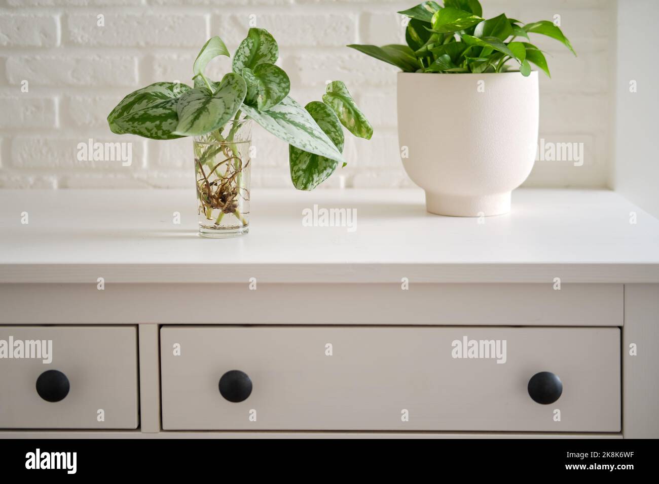 Home plant Scindapsus pictus with roots in a glass on a white brick ...