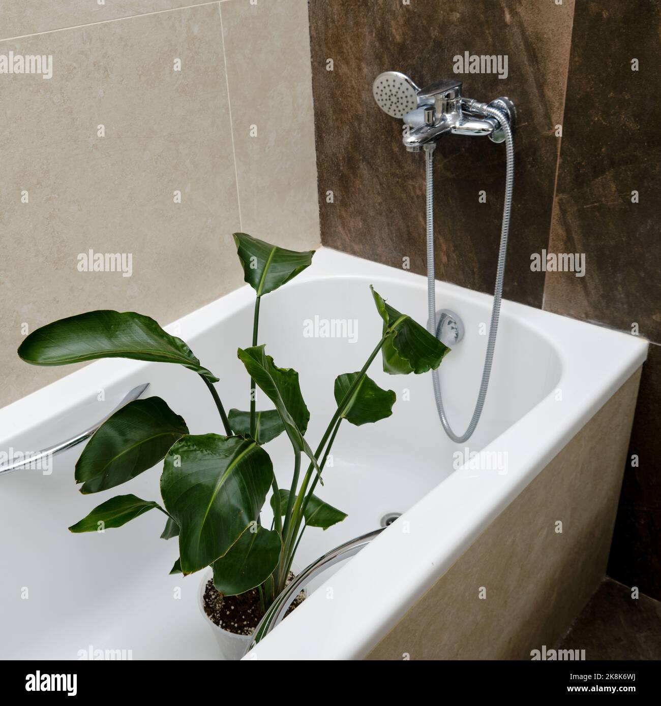 Washing plants in the home bathroom for cleaning from insects and ...
