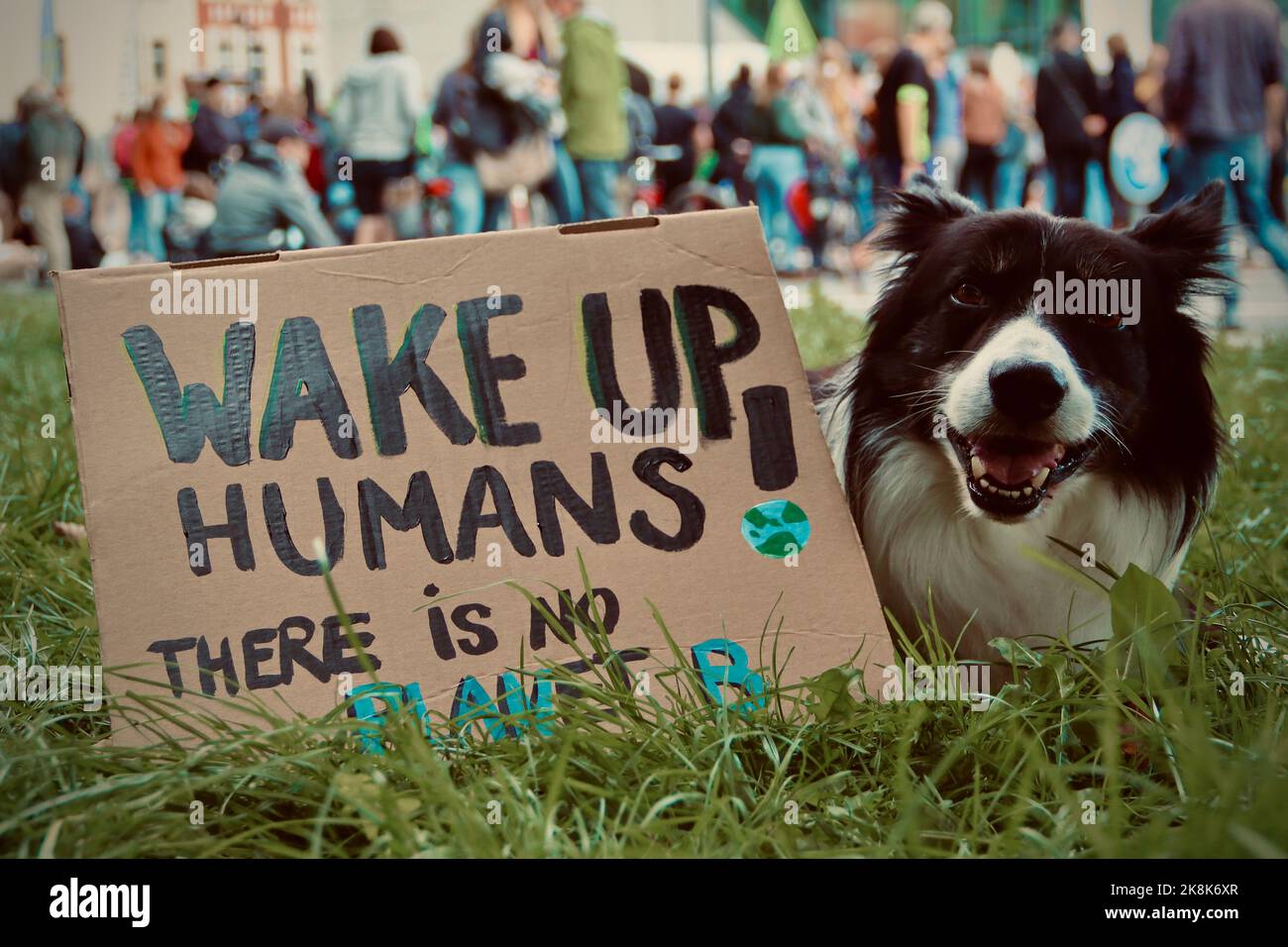 A close-up shot of a Border Collie laying next to cardboard with the ...