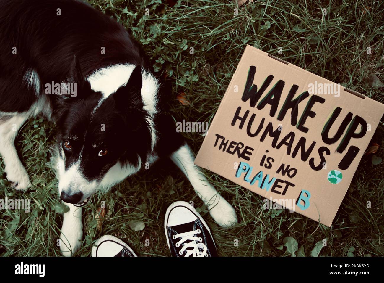 A close-up shot of a Border Collie laying next to cardboard with the ...