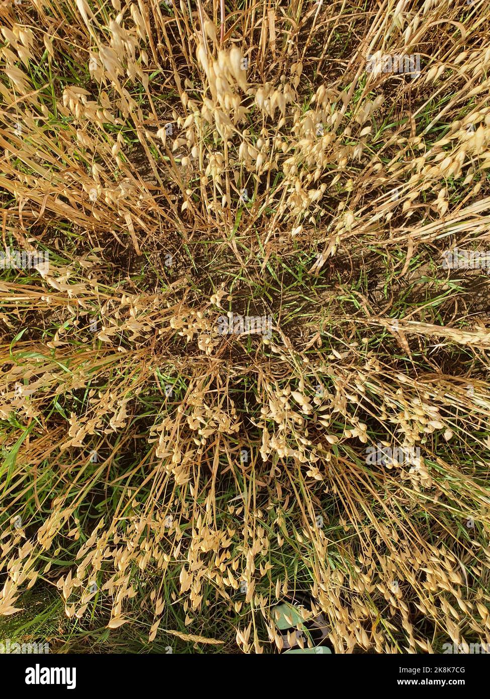 A vertical top view of a wheat field in the daytime Stock Photo - Alamy