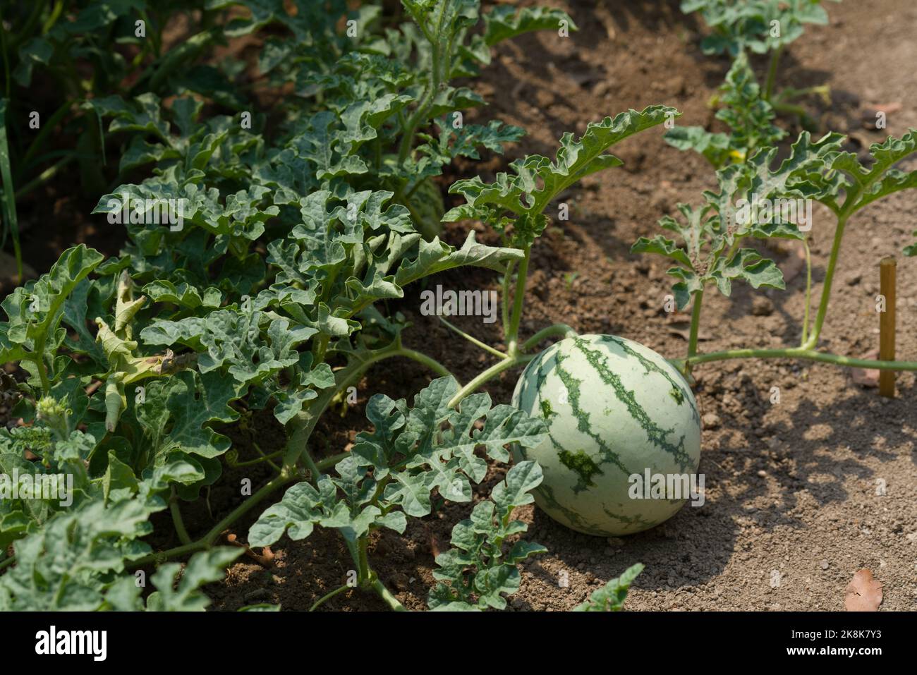 A closeup of a watermelon plant in rows outdoors under sunlight Stock ...
