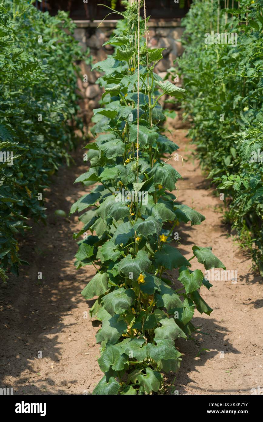A vertical shot of cucumber plants in rows outdoors under sunlight ...