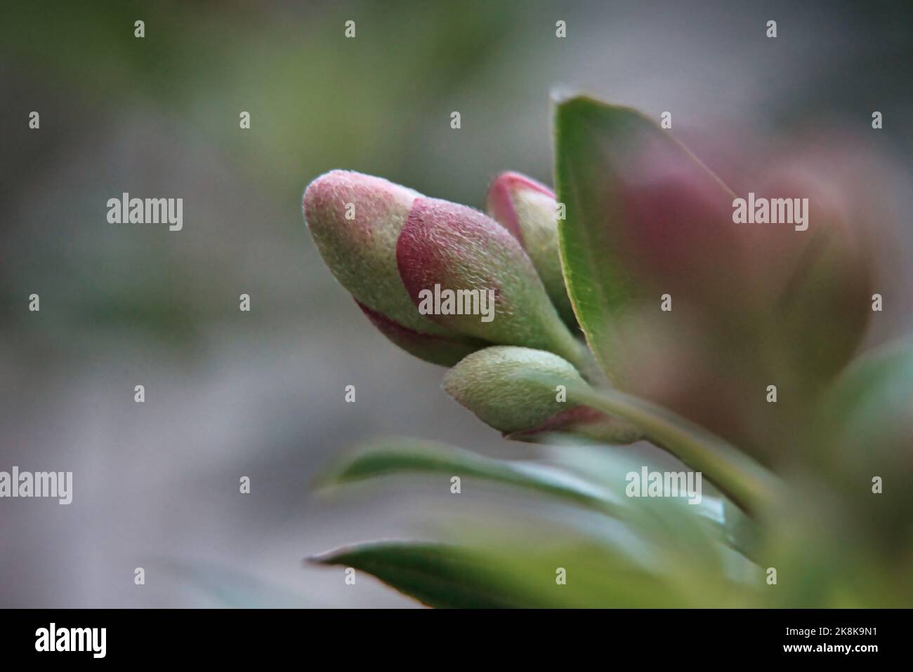 A closeup of a budding plant in a garden with blurred background Stock ...