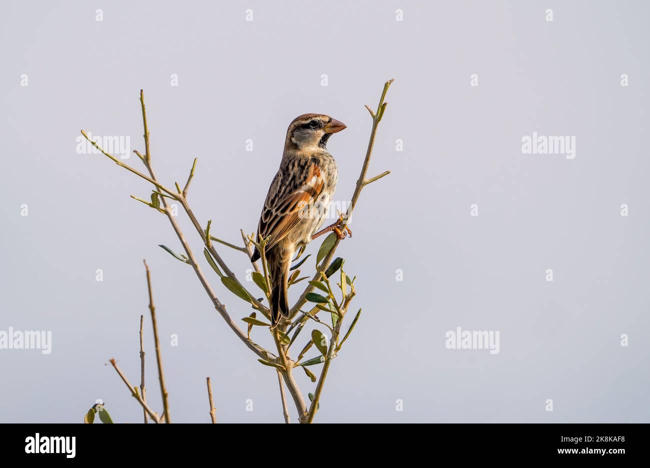 Spanish sparrow, Passer hispaniolensis, juvenile, Spain Stock Photo - Alamy