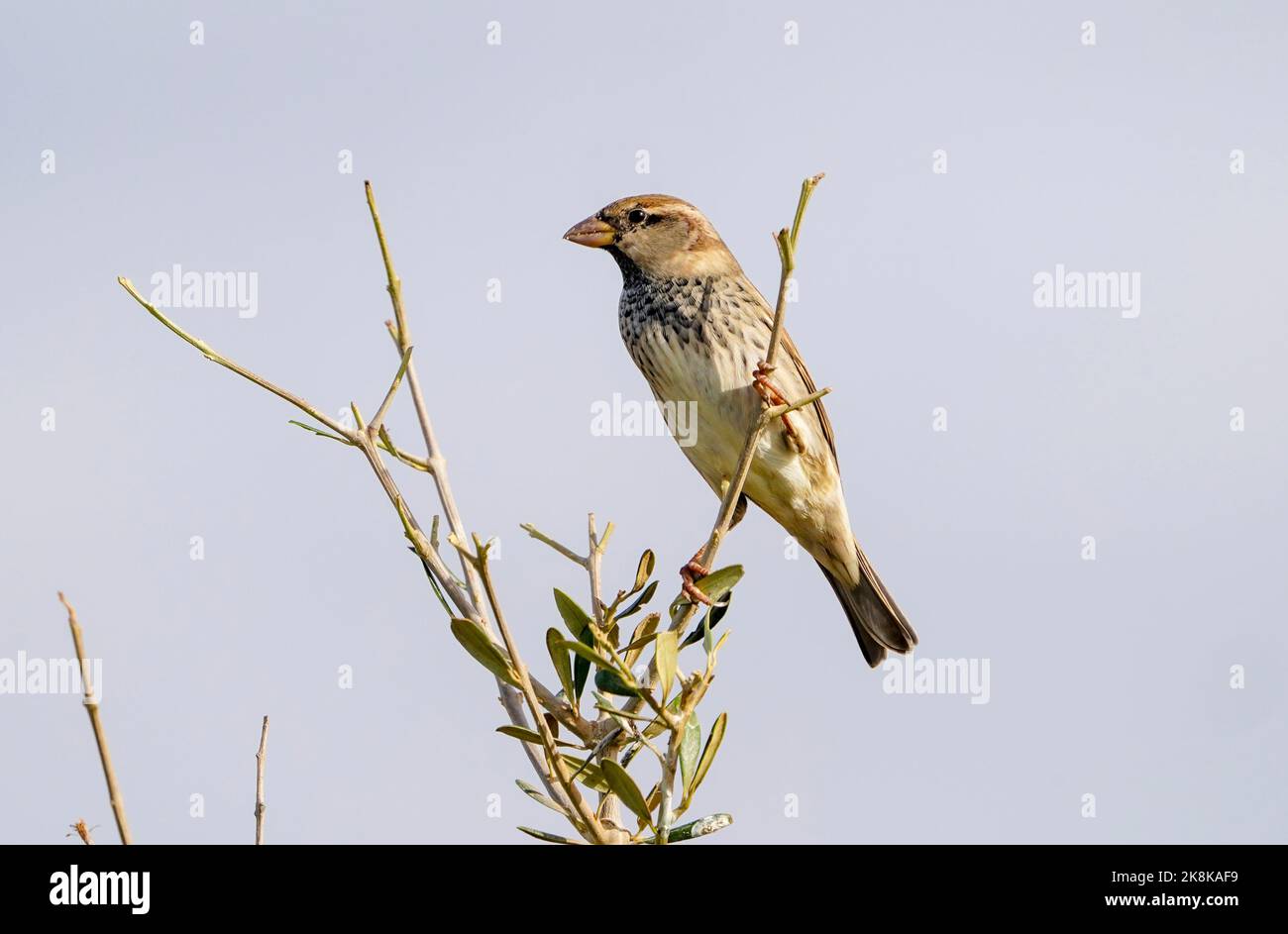 Spanish sparrow, Passer hispaniolensis, juvenile, Spain Stock Photo - Alamy