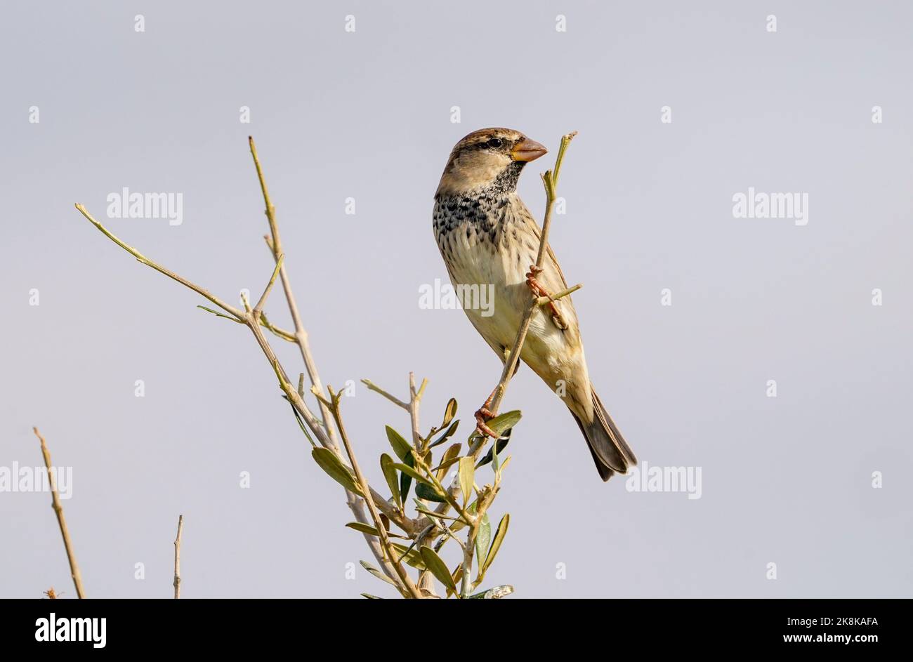 Spanish sparrow, Passer hispaniolensis, juvenile, Spain Stock Photo - Alamy