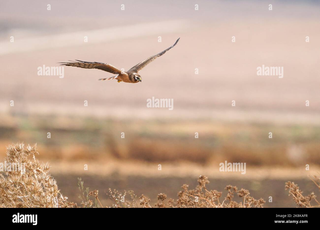 A first calendar year female Montagu's harrier (Circus pygargus ...