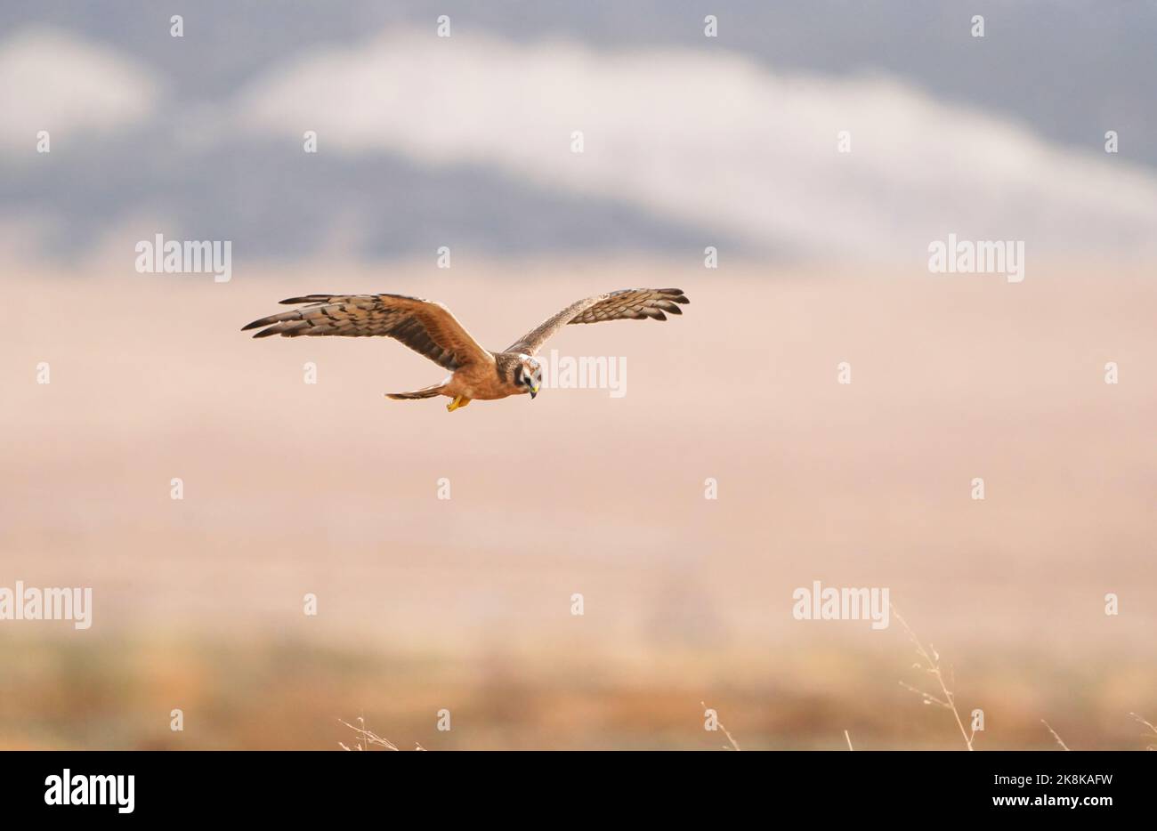 A first calendar year female Montagu's harrier (Circus pygargus ...