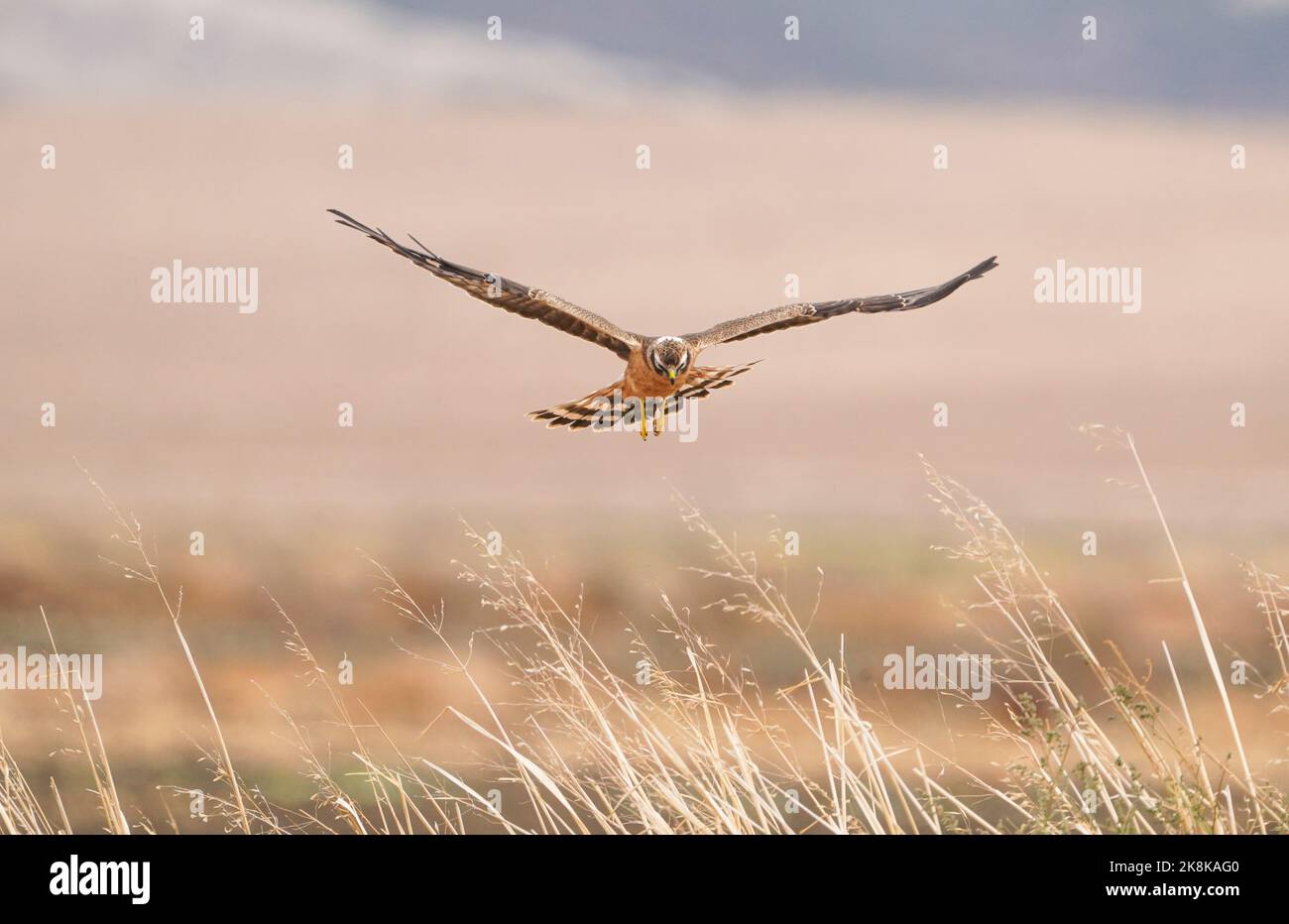 A first calendar year female Montagu's harrier (Circus pygargus ...