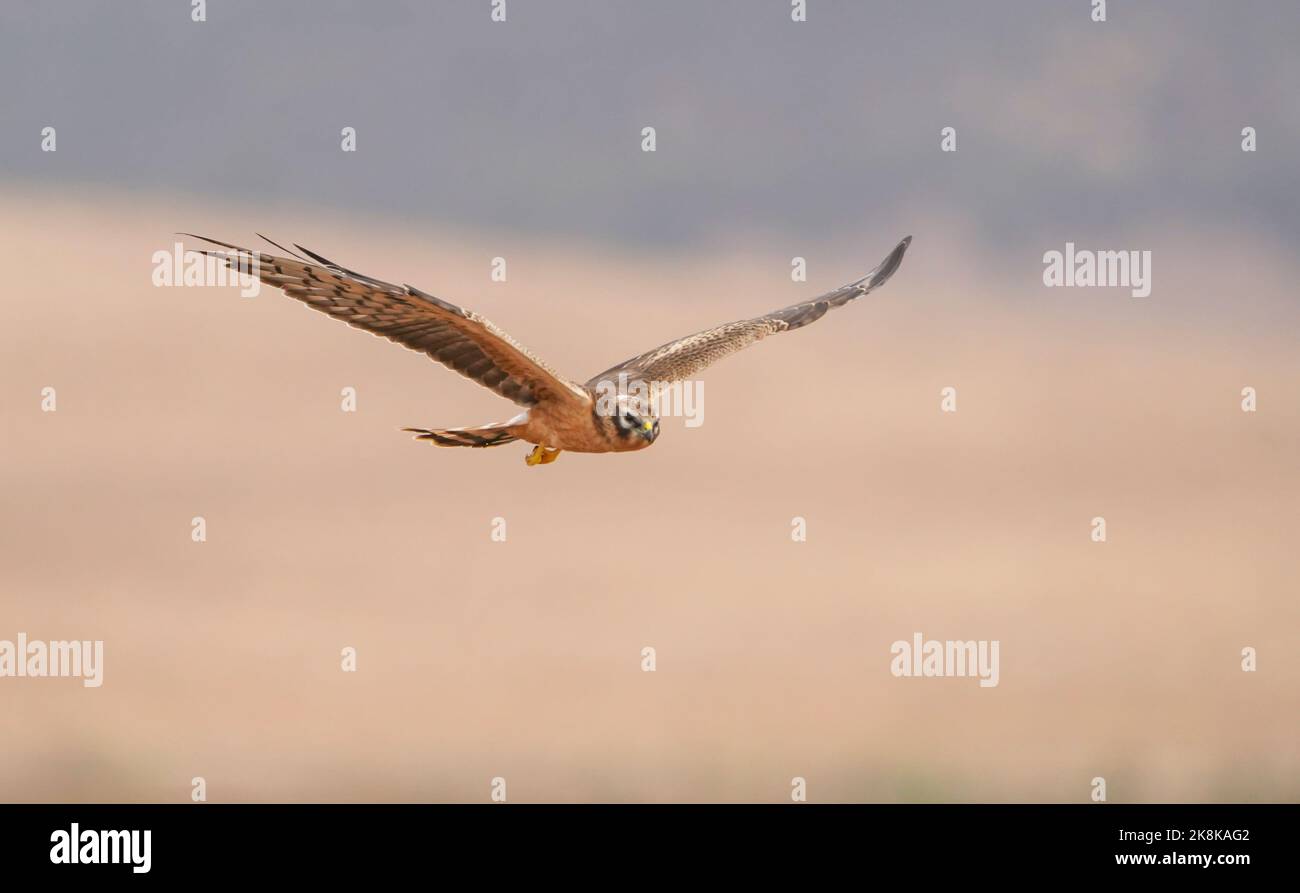 A first calendar year female Montagu's harrier (Circus pygargus ...