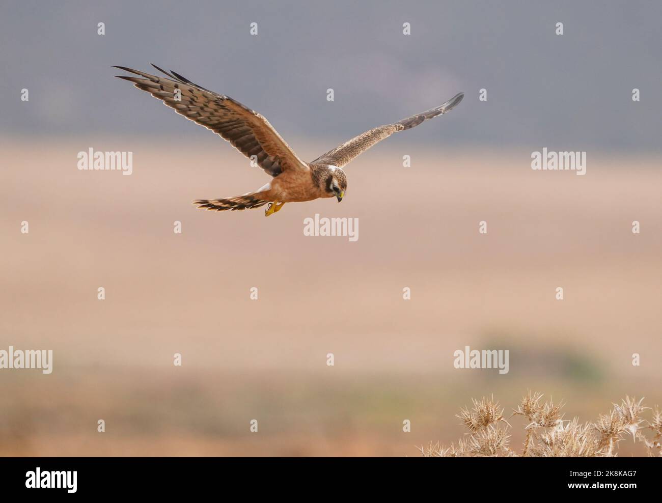 A first calendar year female Montagu's harrier (Circus pygargus ...