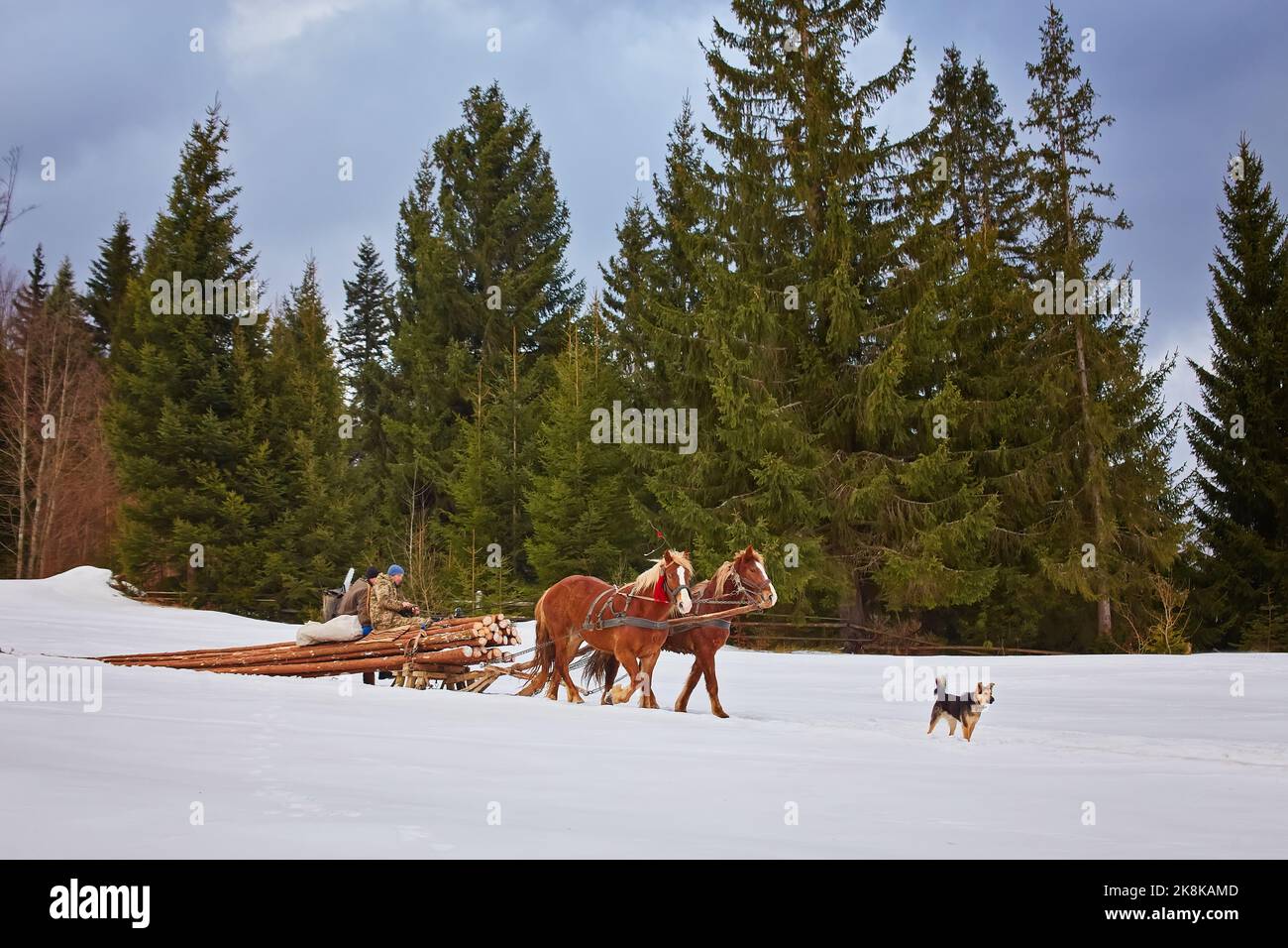 horses running with the winter sleigh on the road Stock Photo - Alamy