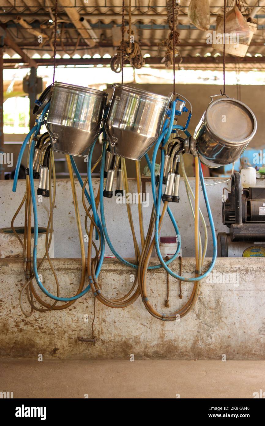 A vertical view of three cow milking machines Stock Photo - Alamy