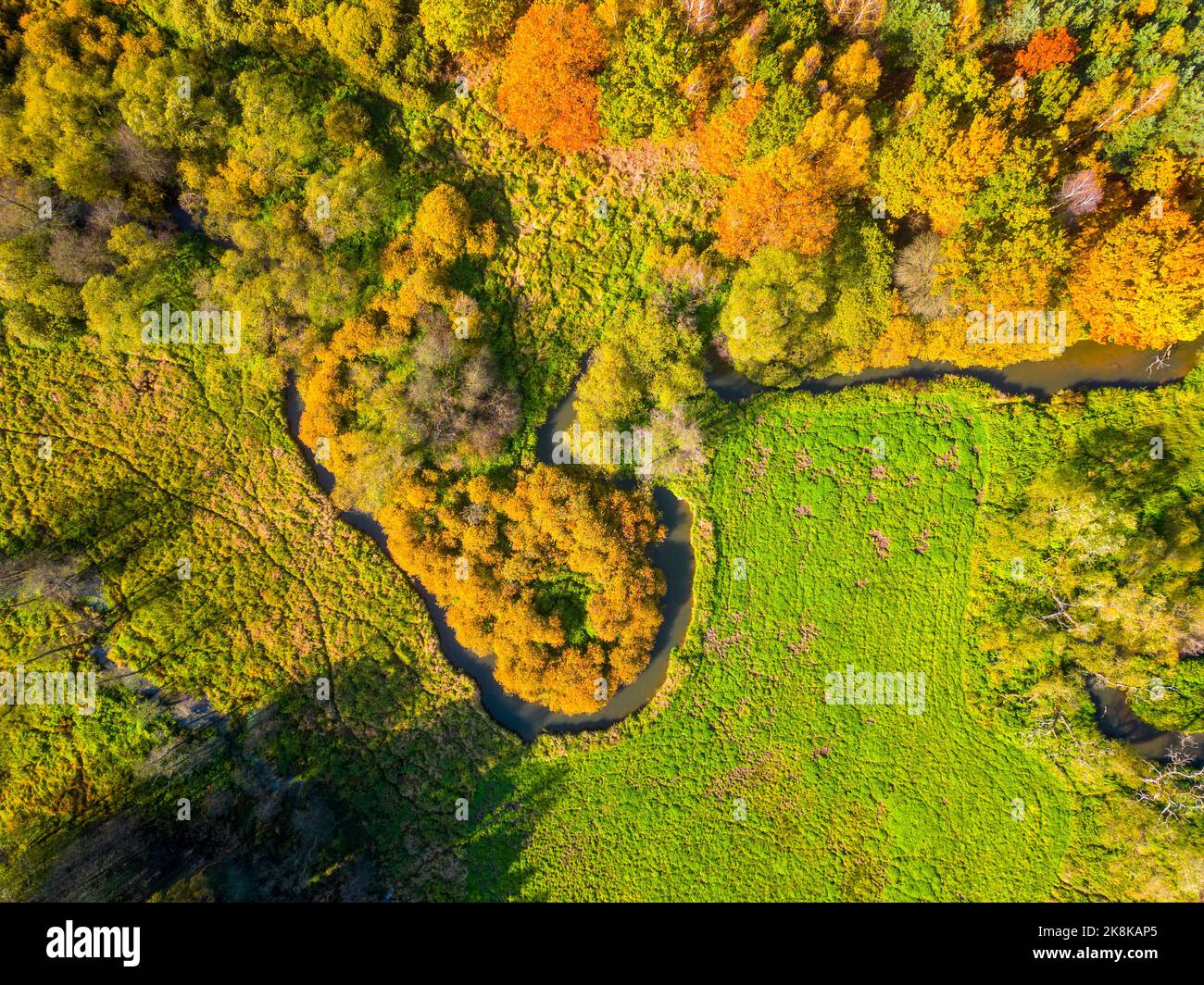 Yellow snake from above hi-res stock photography and images - Alamy