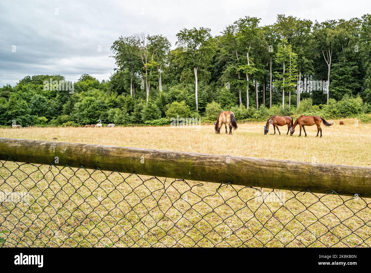 A scenic view of horses grazing behind a metallic fence in a dry field ...
