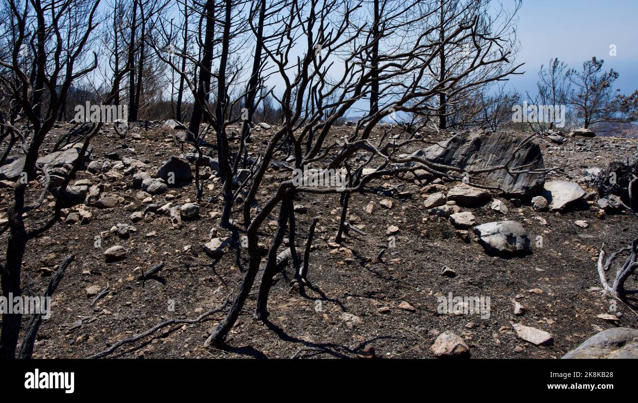Vegetation and trees that turned to ash after the forest fire in Mugla ...