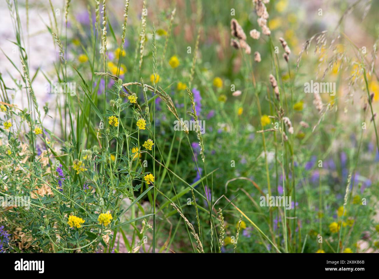 Beautiful spring wildflowers hi-res stock photography and images - Alamy