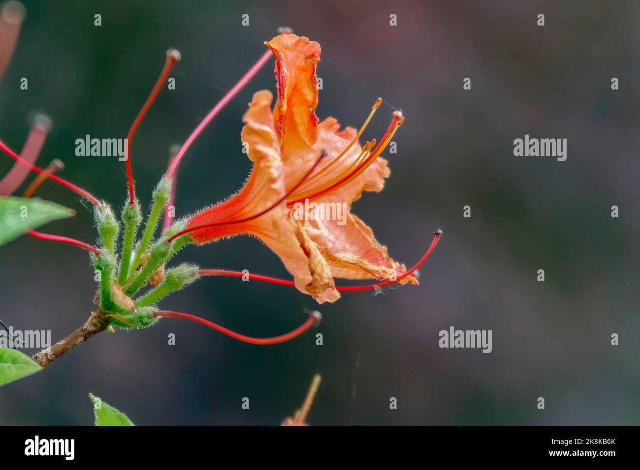 Flame azalea hi-res stock photography and images - Alamy